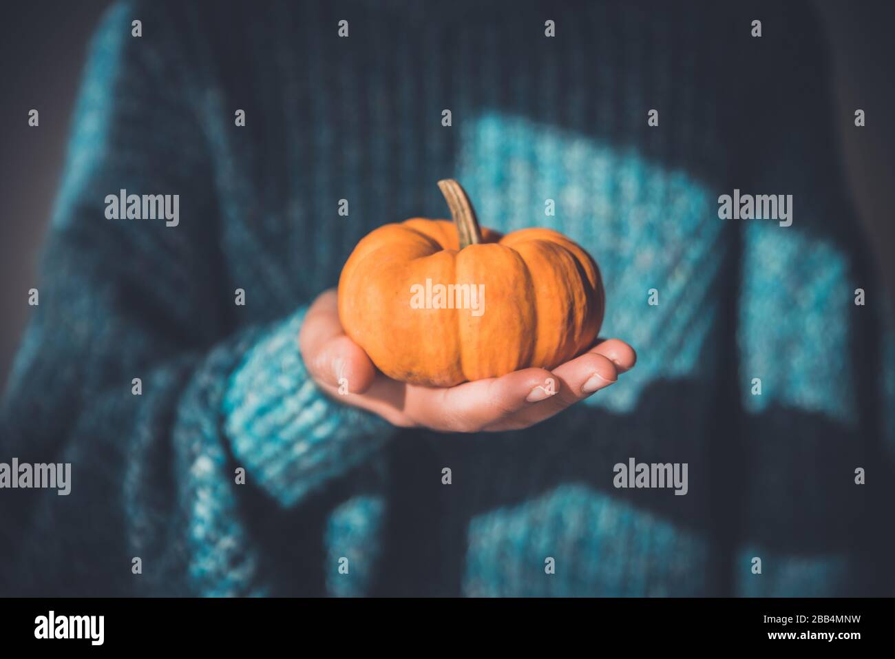 Hands holding pumpkin hi-res stock photography and images - Alamy