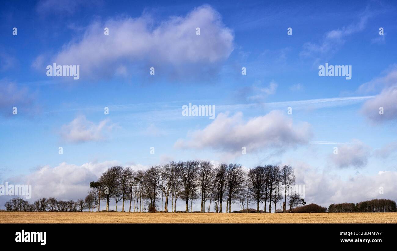 Treeline background hi-res stock photography and images - Alamy
