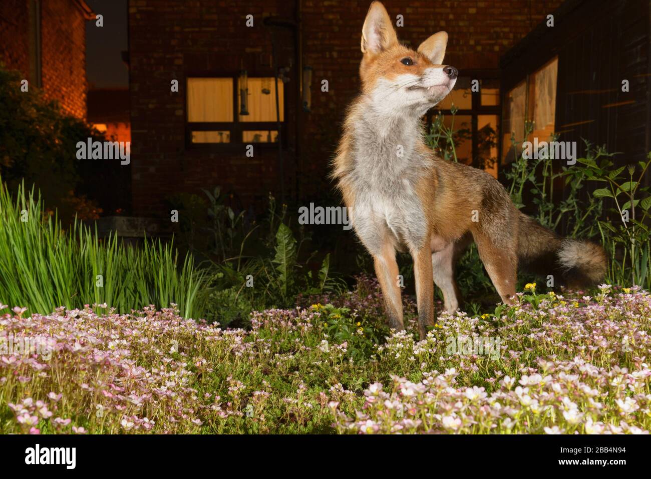 Fox trap hi-res stock photography and images - Alamy