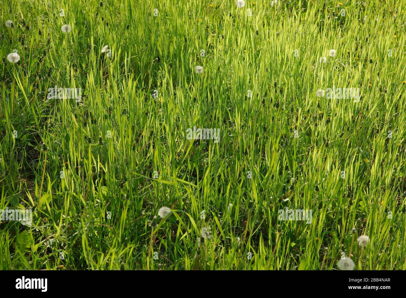 Green Grass Field Stock Photo - Alamy