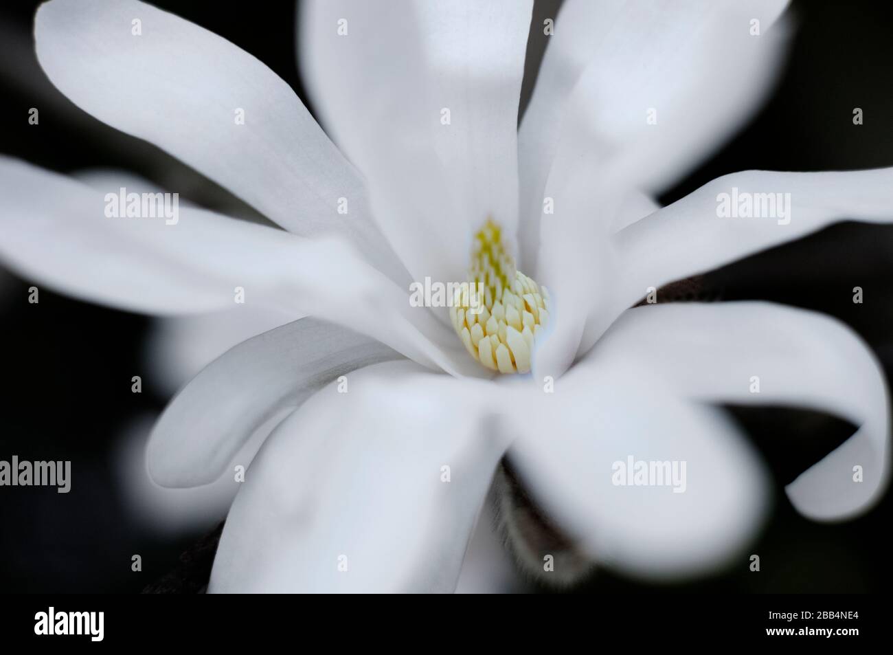 white star magnolia stellata on black background Stock Photo - Alamy