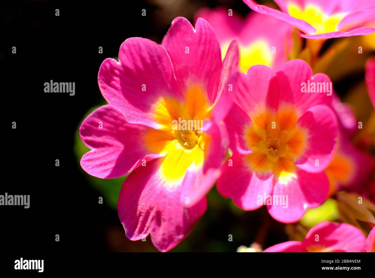 Magenta and yellow flowers hi-res stock photography and images - Alamy