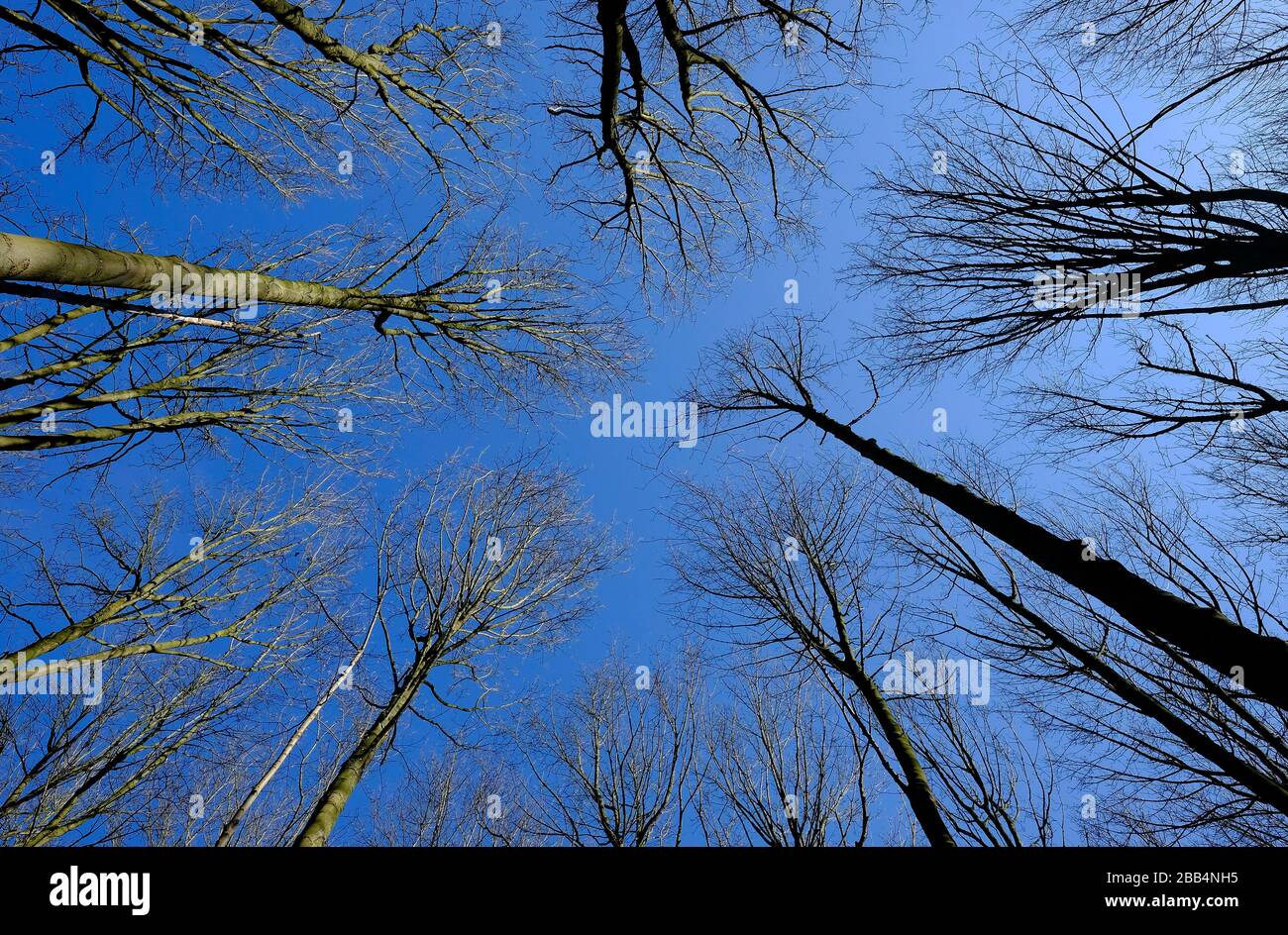 Blue background and trees hi-res stock photography and images - Alamy