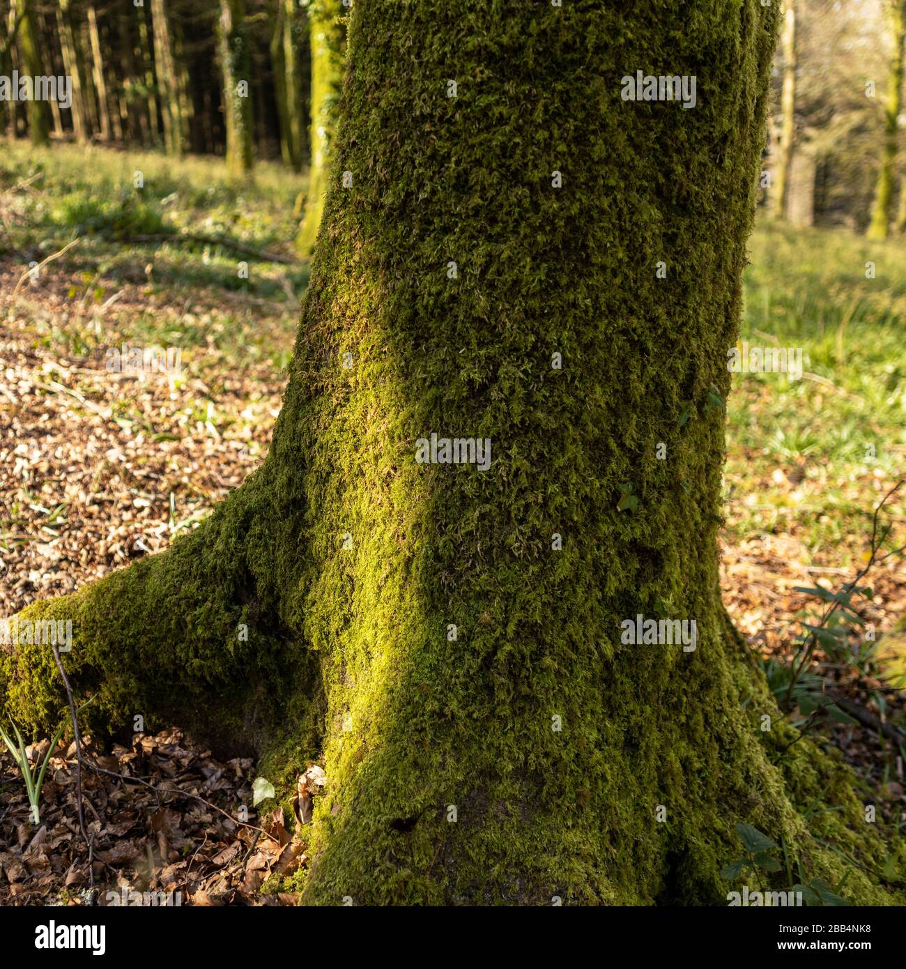 Early Spring in deciduous woodland Stock Photo - Alamy