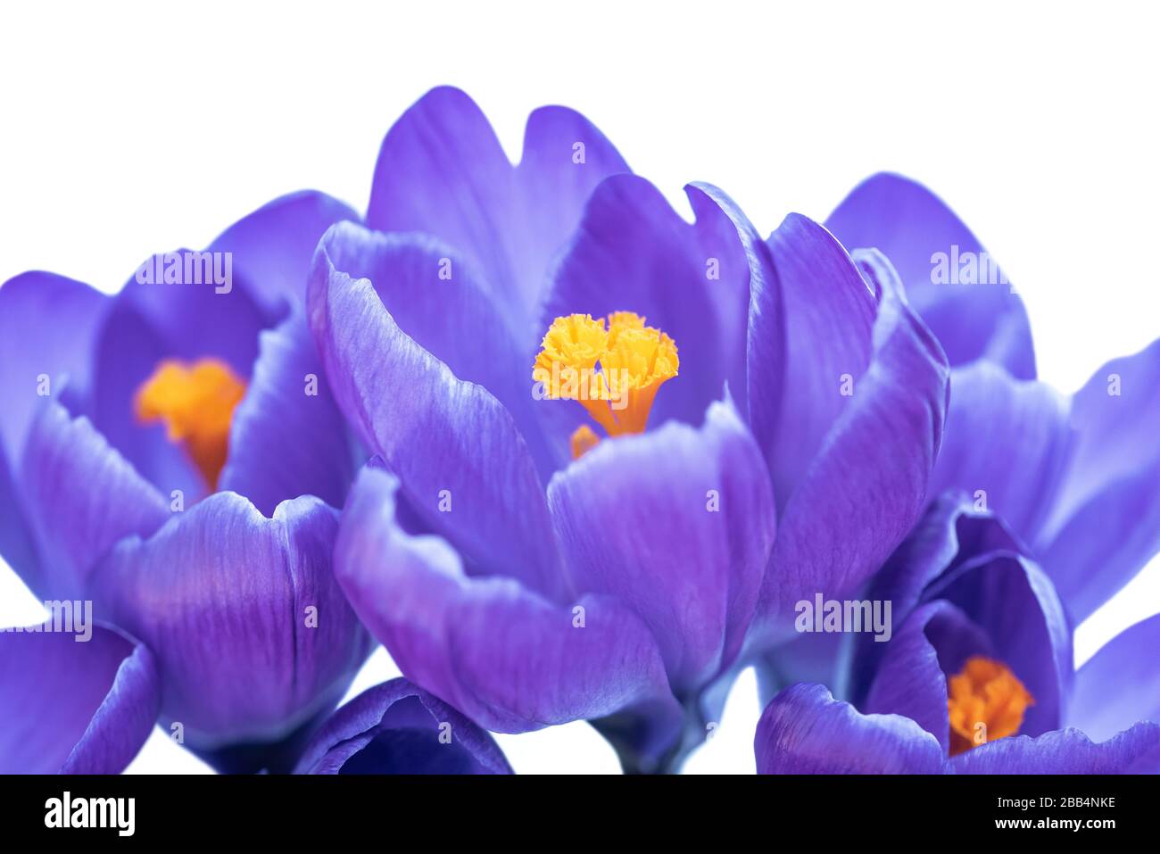 Crocus flowers isolated on white background Stock Photo - Alamy