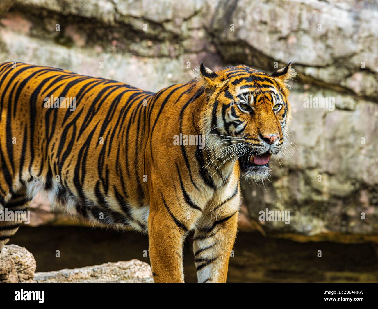 Tiger in Japa zoo. The Ueno Zoo (恩賜上野動物園 Onshi Ueno Dōbutsuen) is a 14. ...