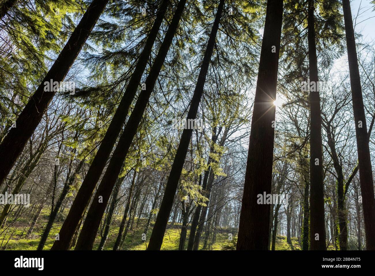 Early Spring sunshine shining through pine woodland Stock Photo - Alamy