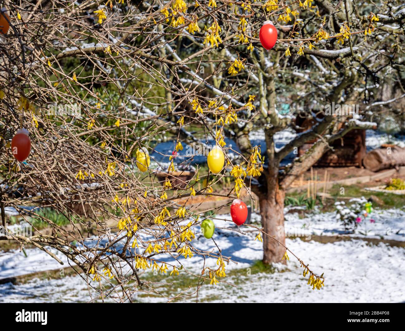 Colorful Easter shrub in the garden with snow Stock Photo - Alamy