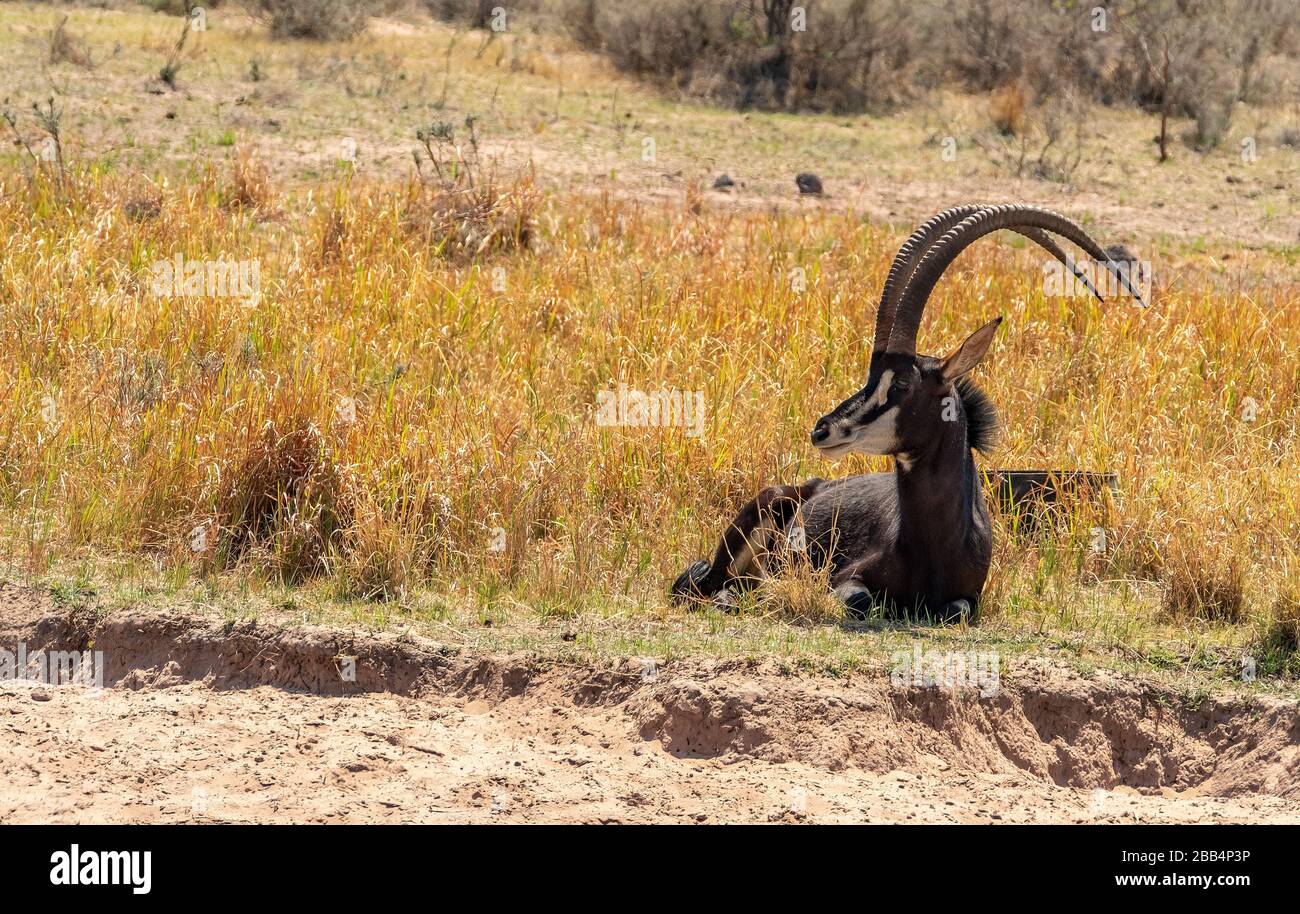 Sable at rest Stock Photo - Alamy