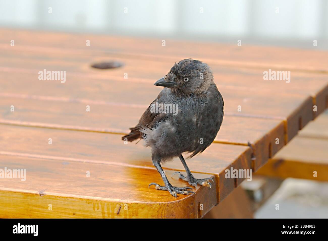 Birds on bird table hi-res stock photography and images - Alamy