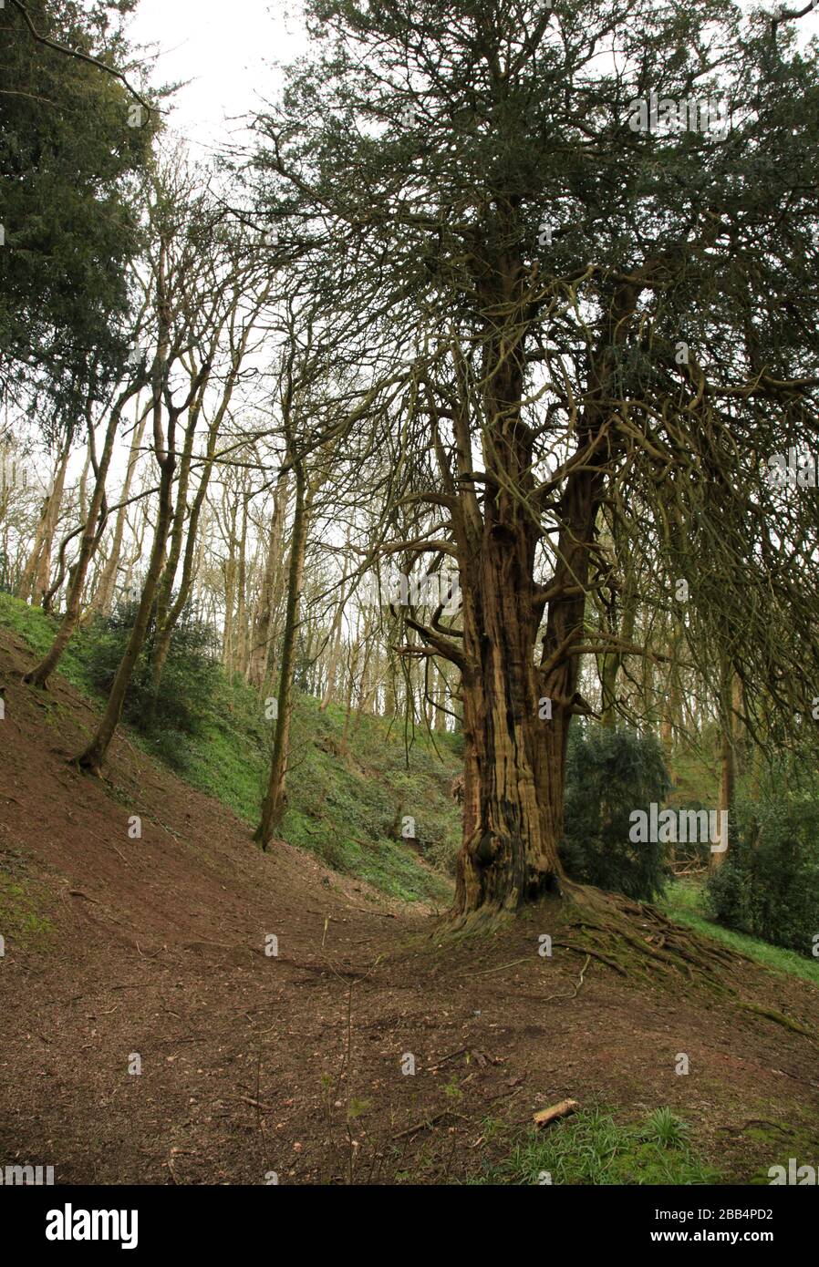 Earthwork defences on Wychbury hill fort, an Iron age hill fort in ...