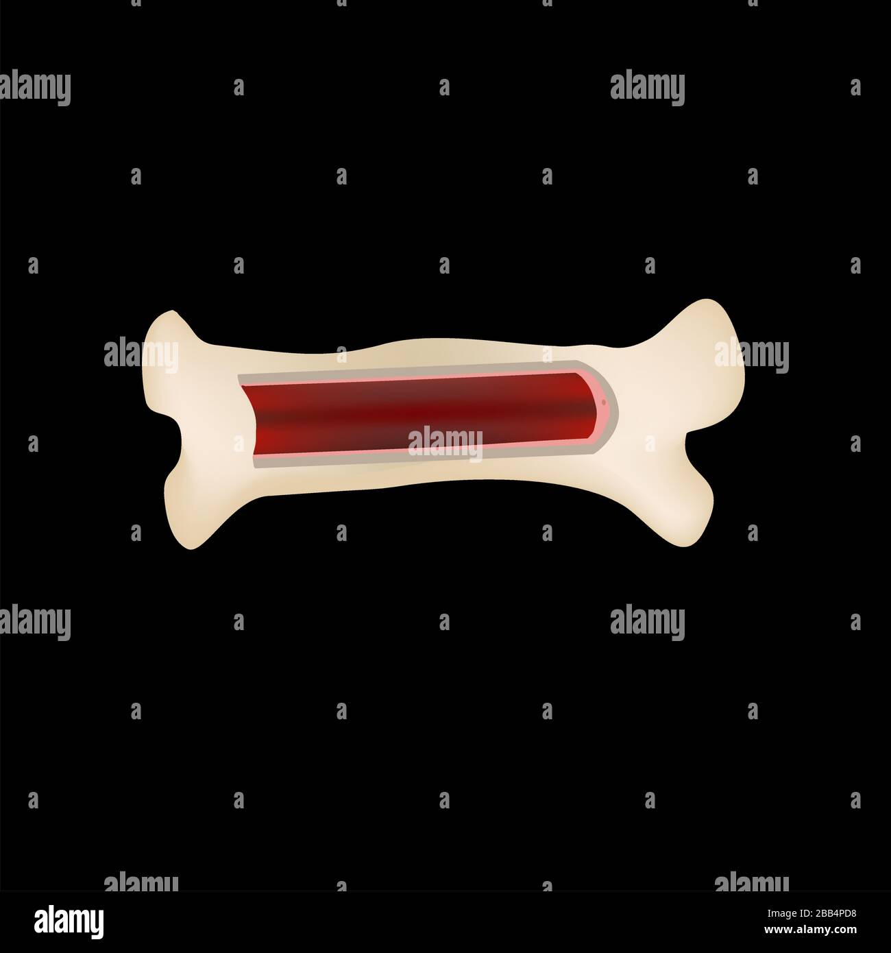 Bone stem cell. Bone marrow. Blood cells. Infographics. Vector ...