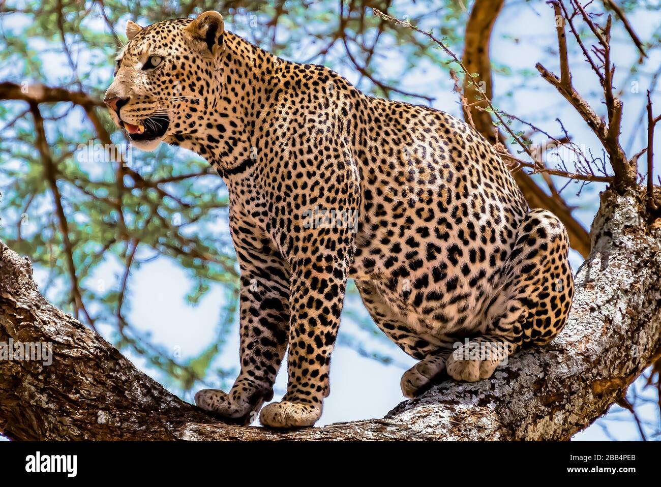 African leopard sitting on a tree looking around in a jungle Stock ...