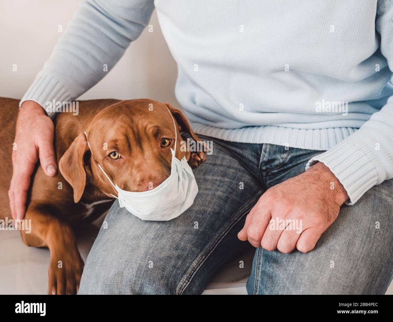 Sweet puppy of chocolate color and his owner Stock Photo - Alamy