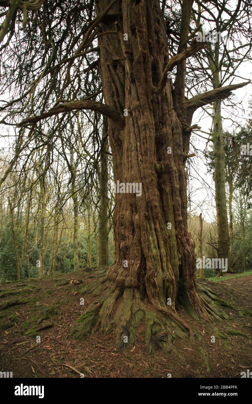 Ancient Yew tree (taxus baccata) growing on Wychbury hill, Hagley ...
