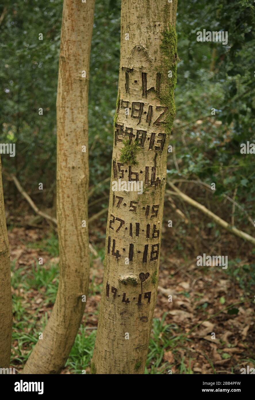 Tree trunk with dates hand carved into it's bark Stock Photo - Alamy