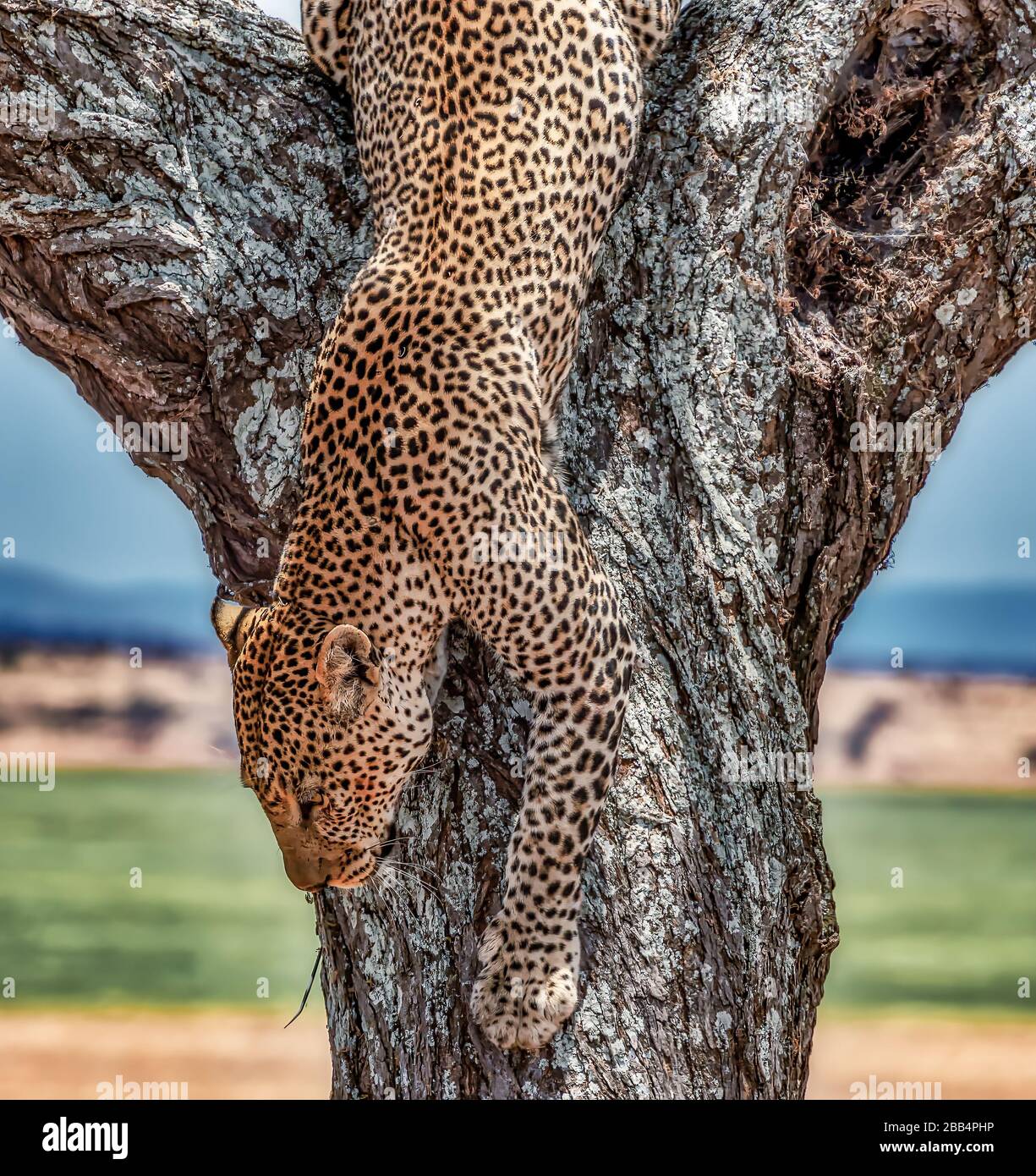 African leopard climbing coming down the tree during daytime Stock ...
