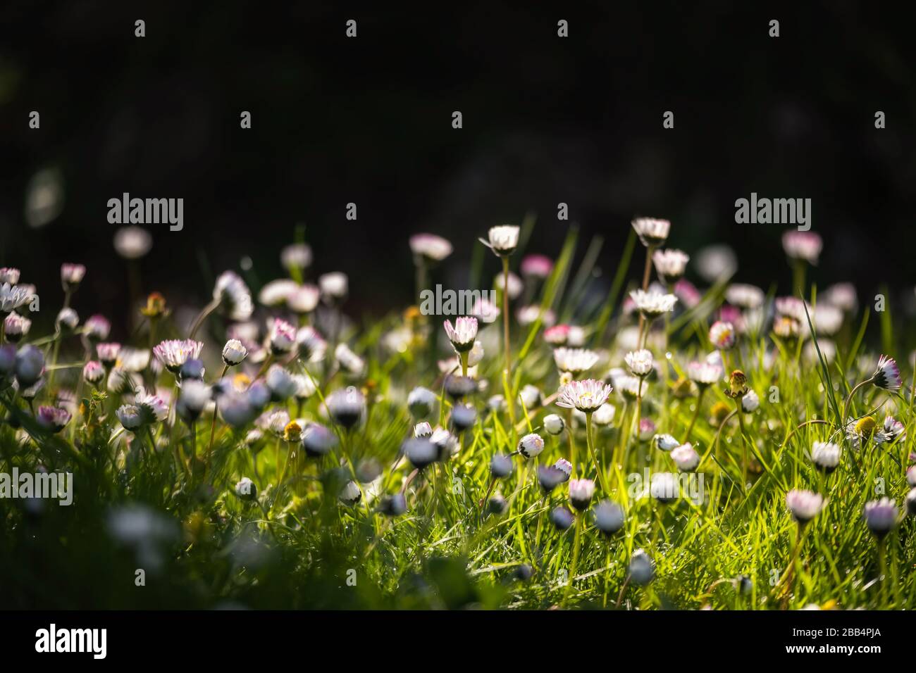 Common garden daisies (Bellis Perennis) bathed in early morning spring ...