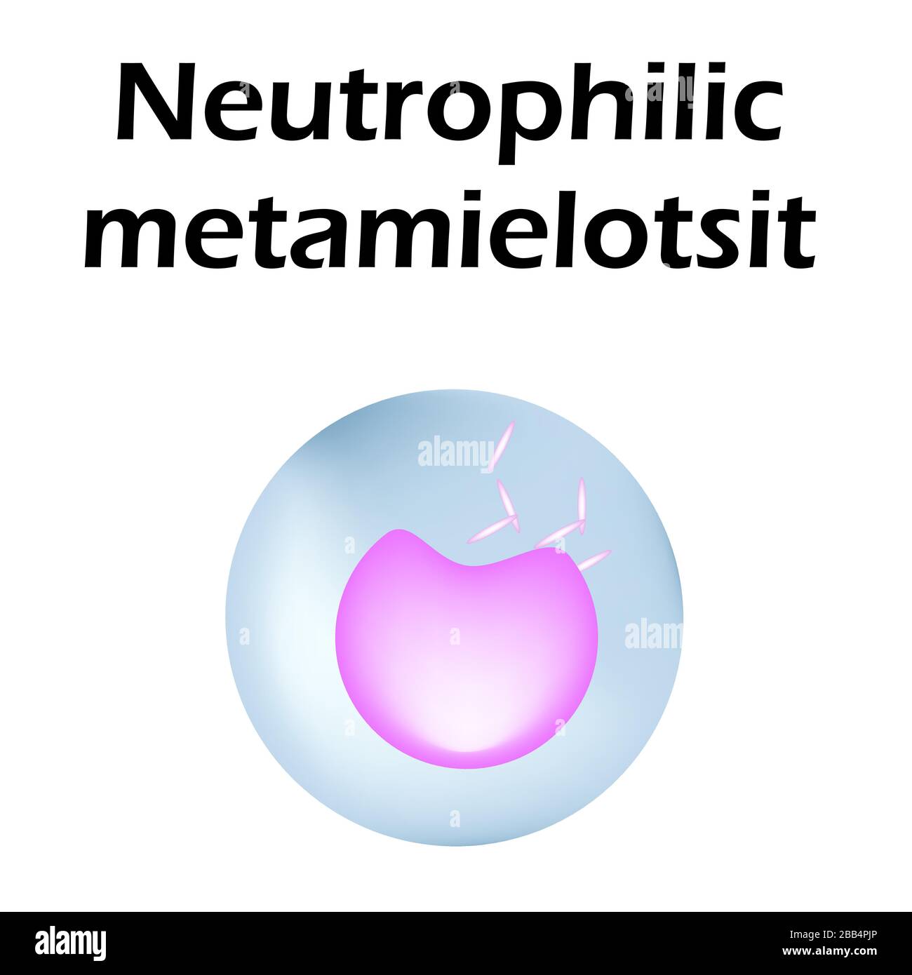 Neutrophils structure. Blood cell neutrophils. Metamyelocytes. White ...