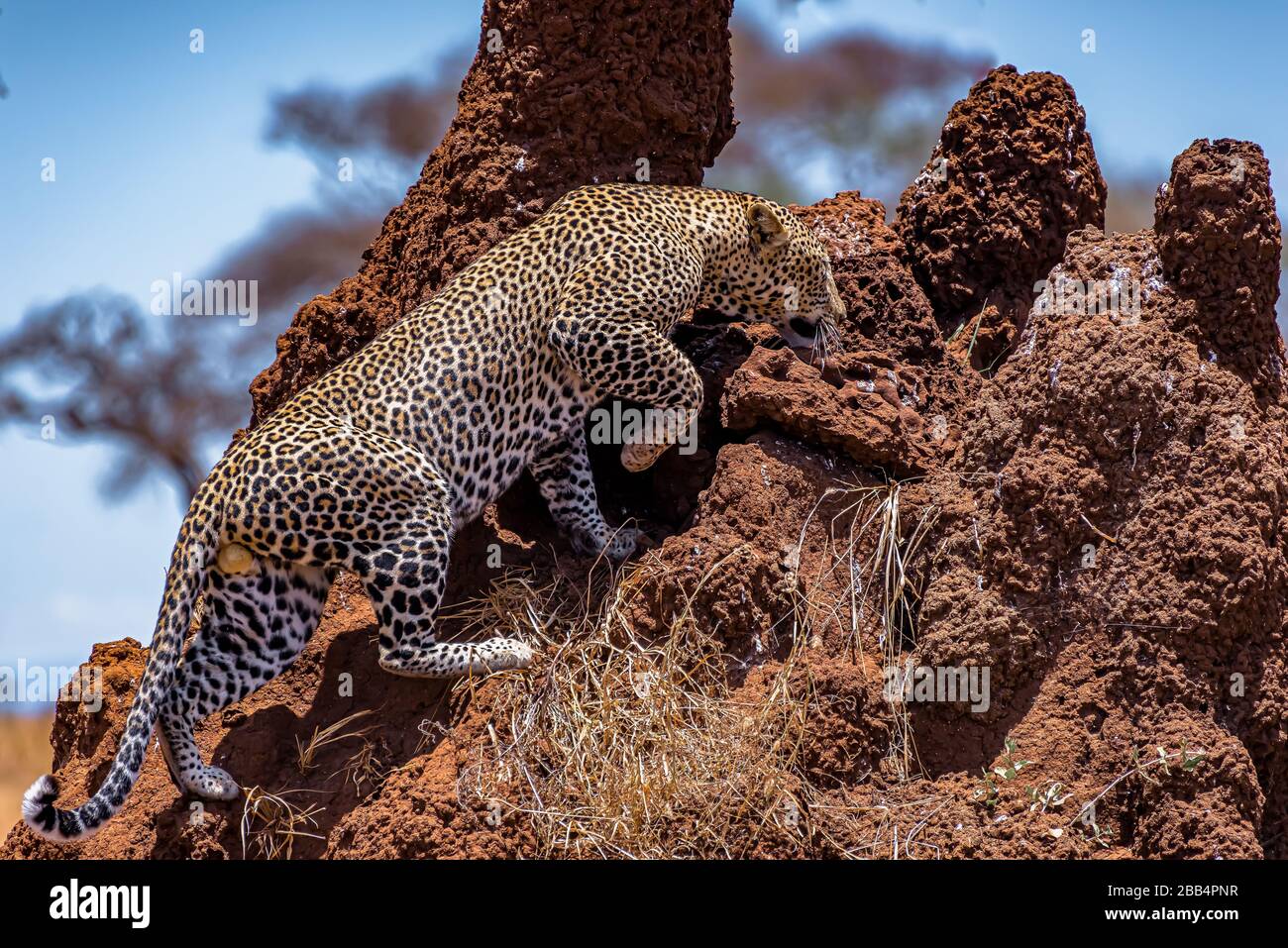Leopard rock tanzania hi-res stock photography and images - Alamy