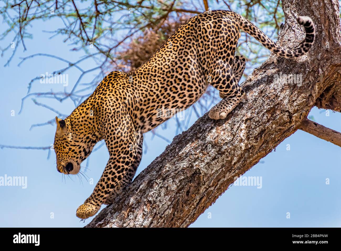 African leopard climbing coming down the tree during daytime Stock ...