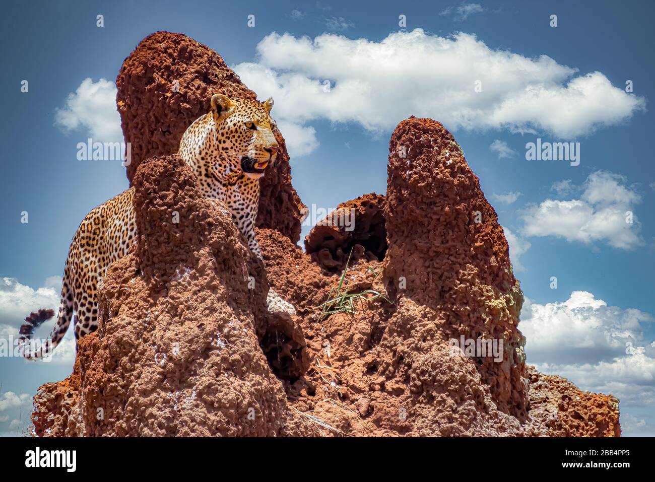 Leopard rock tanzania hi-res stock photography and images - Alamy