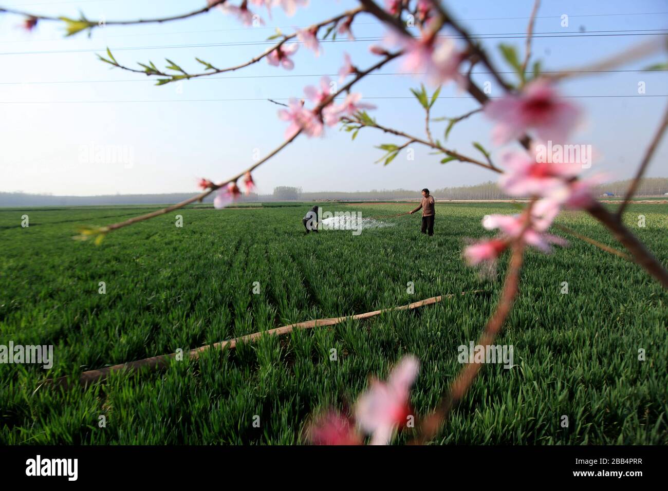 Linyi, China's Shandong Province. 30th Mar, 2020. Farmers water the ...