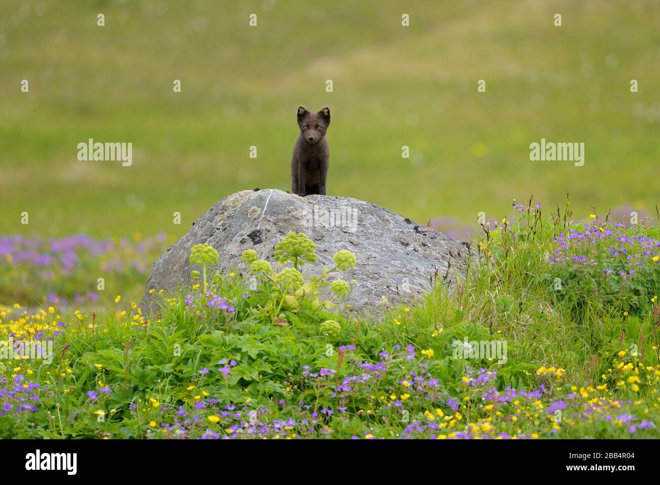 Adult female Arctic fox (Vulpes lagopus). Hornvik, Westfjords, Iceland ...