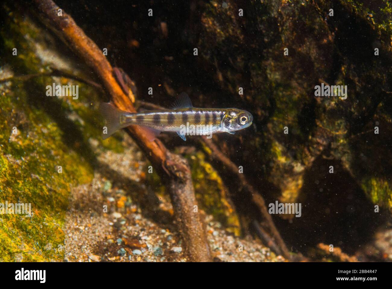 Chinook fry hi-res stock photography and images - Alamy