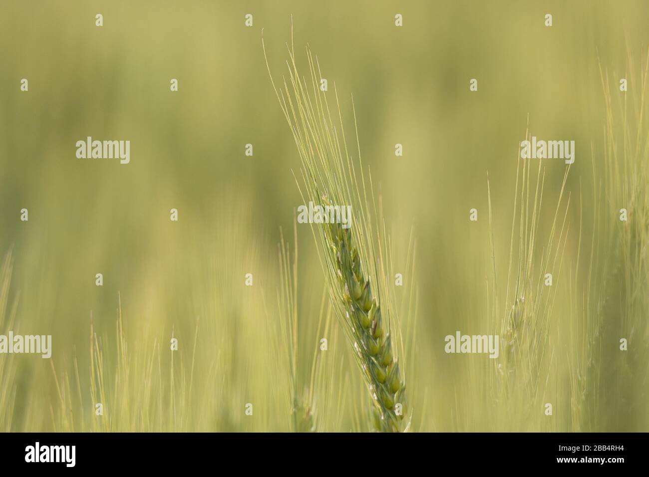 Closeup shot triticale plants hi-res stock photography and images - Alamy