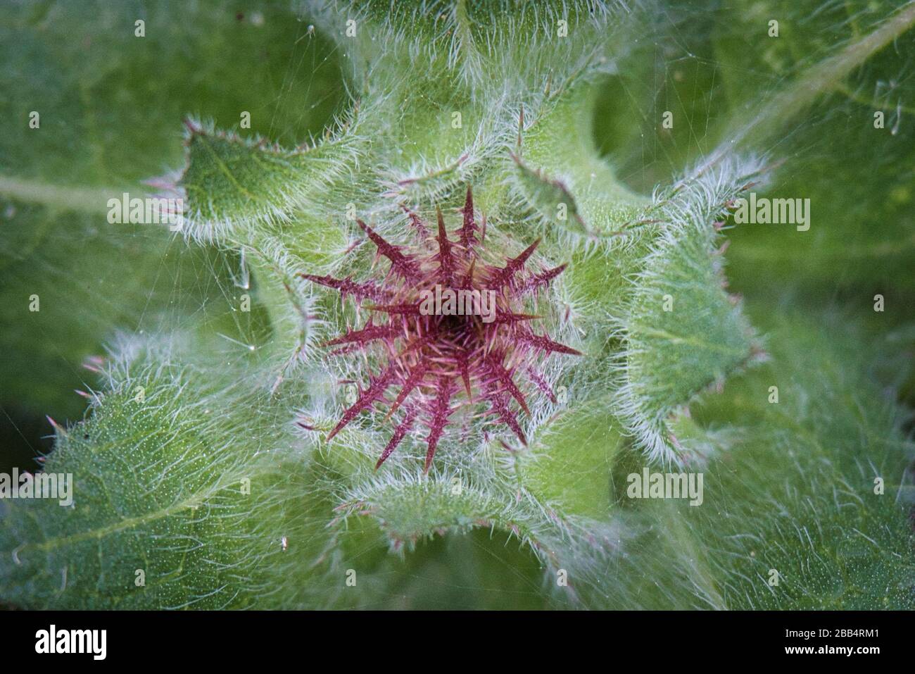 Beautiful spider nets hi-res stock photography and images - Alamy