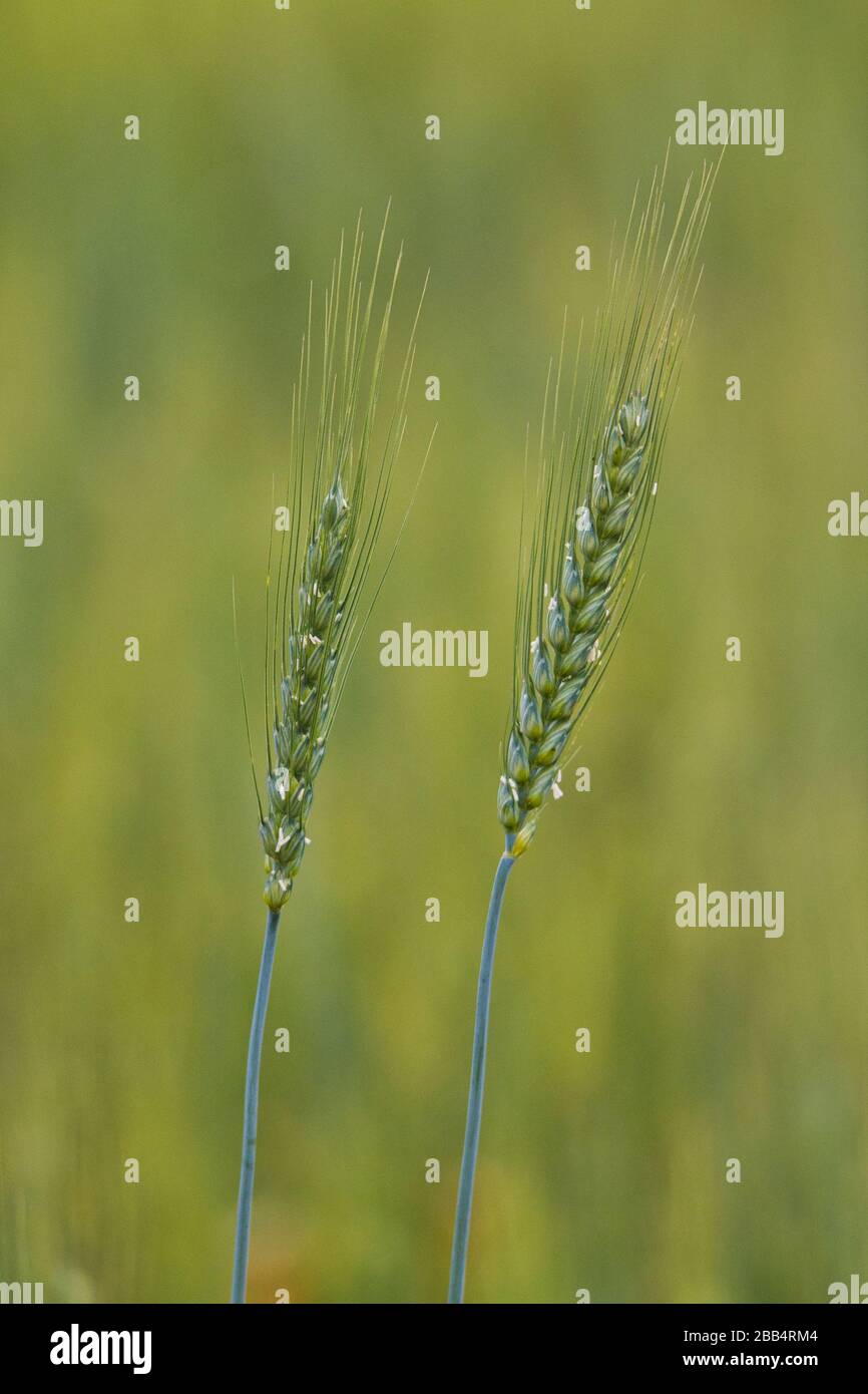 Closeup shot triticale plants hi-res stock photography and images - Alamy