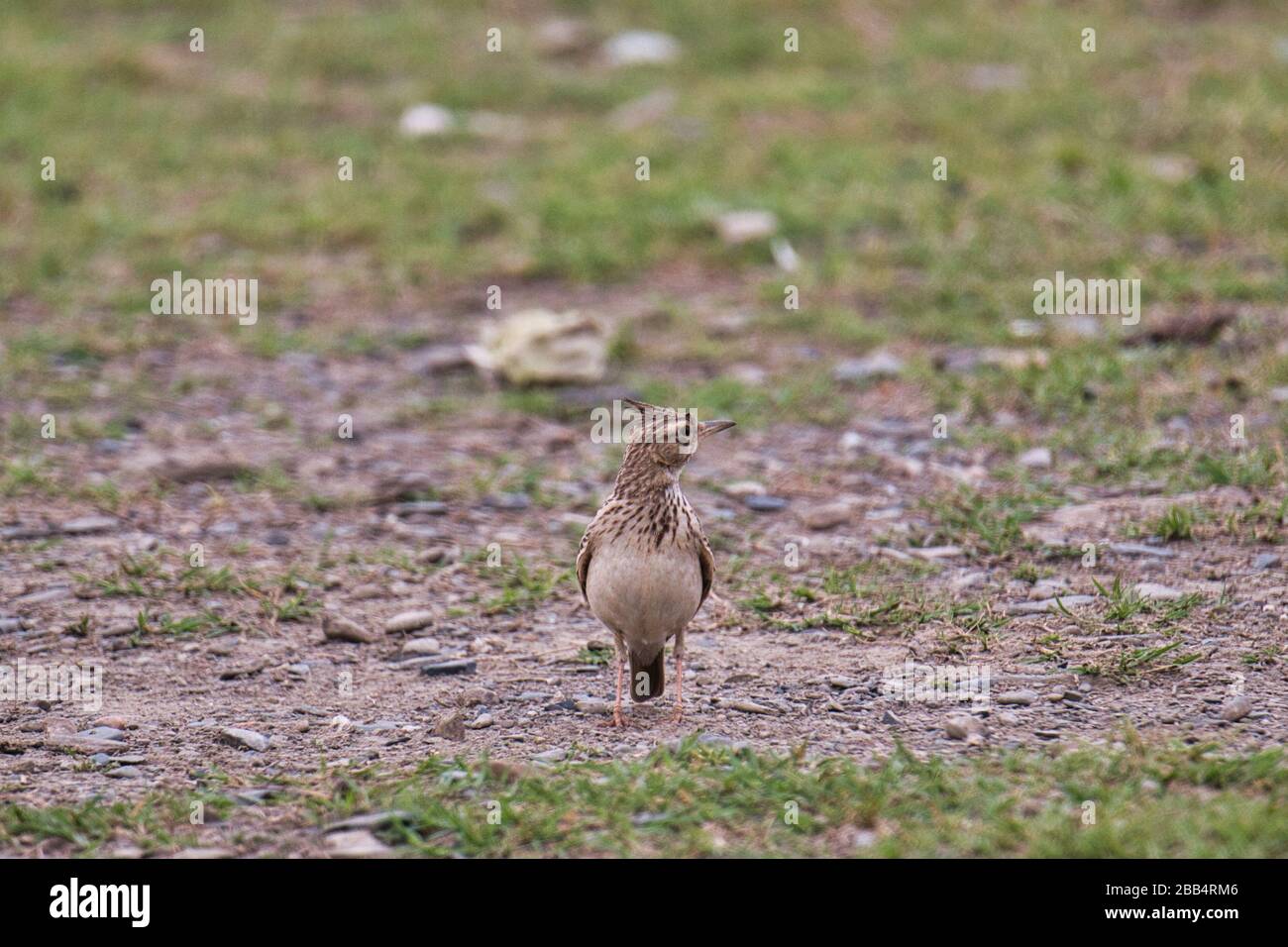 Skylark bird on the ground in Pakistan Stock Photo - Alamy