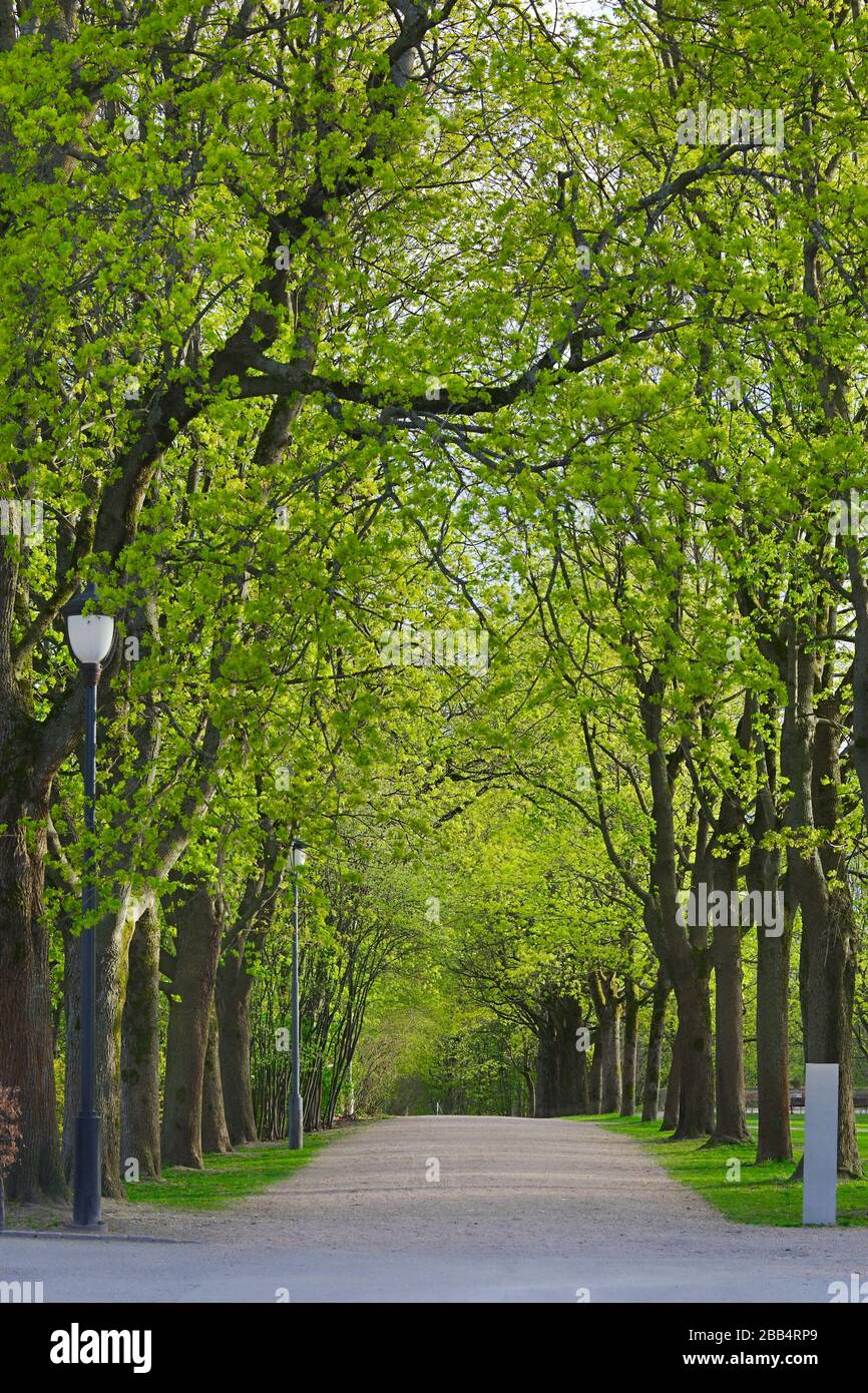 PArk with line of trees Stock Photo - Alamy