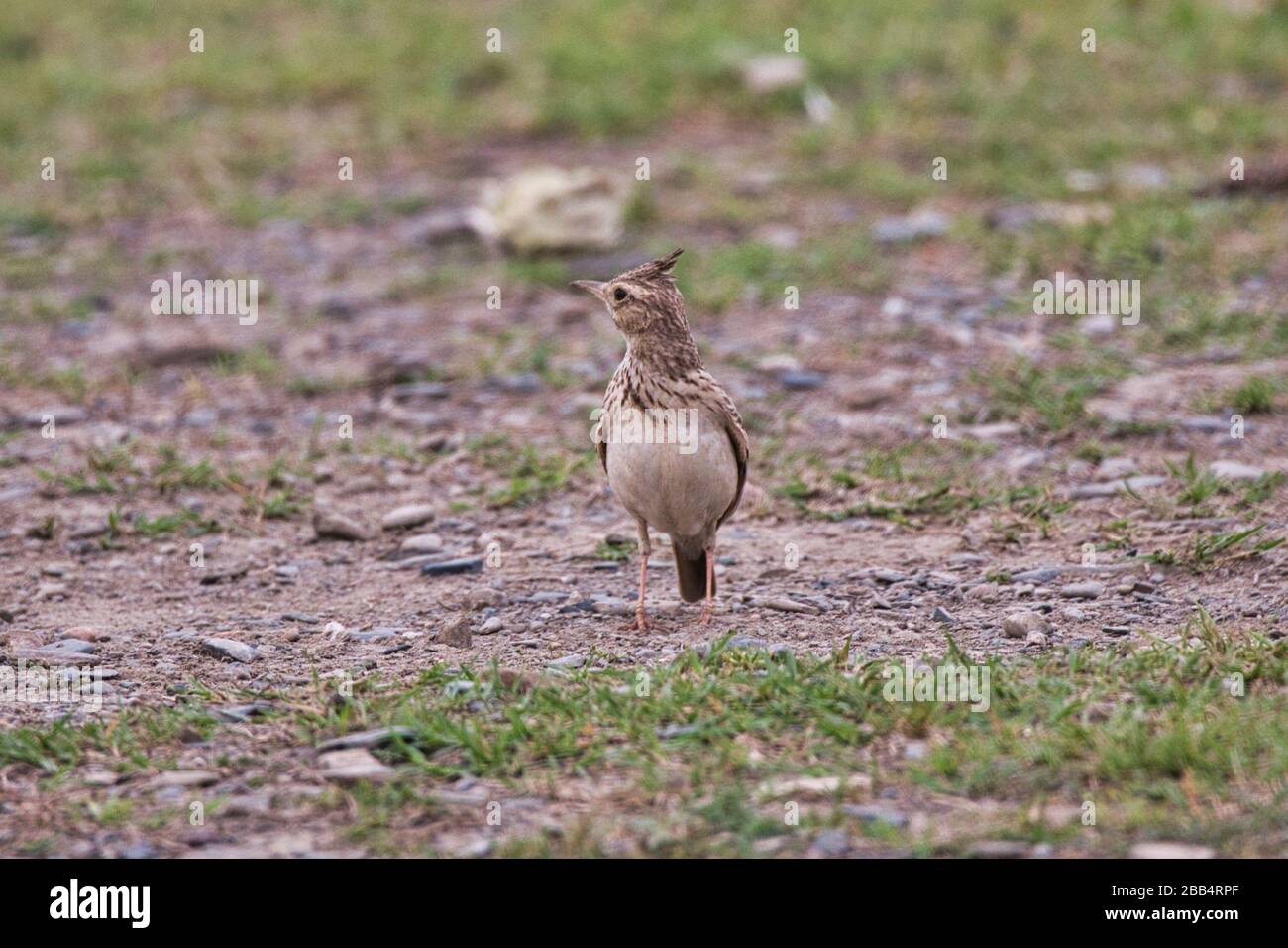 Skylark bird on the ground in Pakistan Stock Photo - Alamy