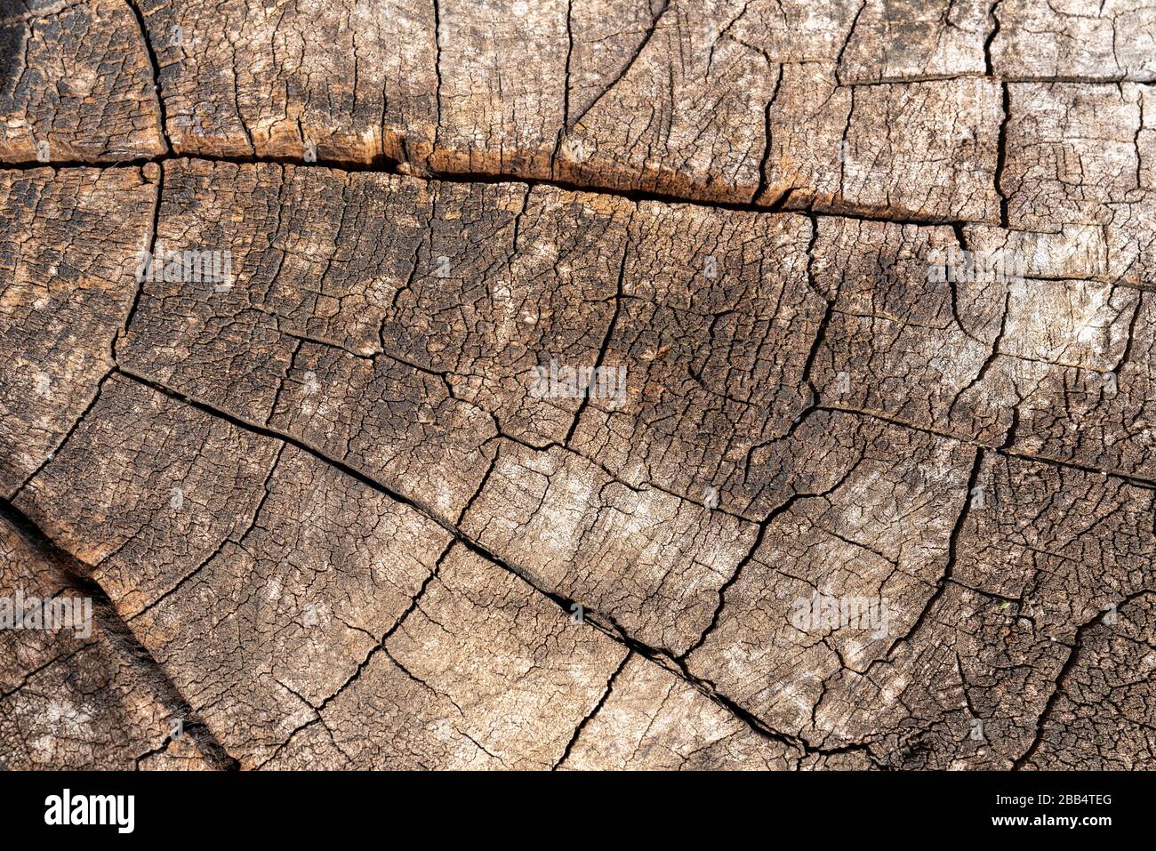 Tree stump background. Brown cracked and cut Wooden texture pattern ...