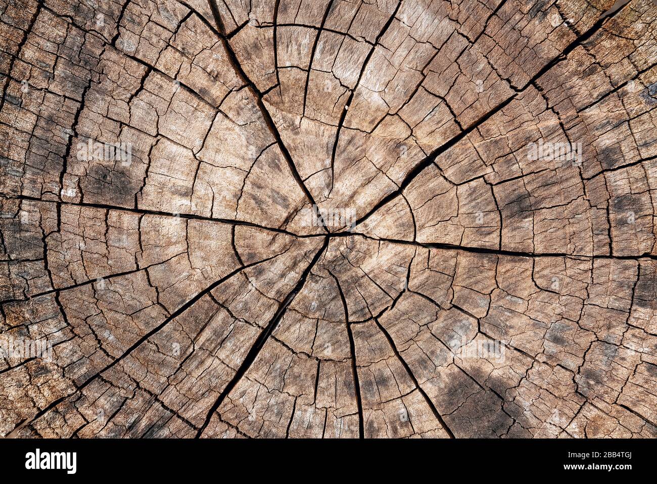Tree stump background. Brown cracked and cut Wooden texture pattern ...
