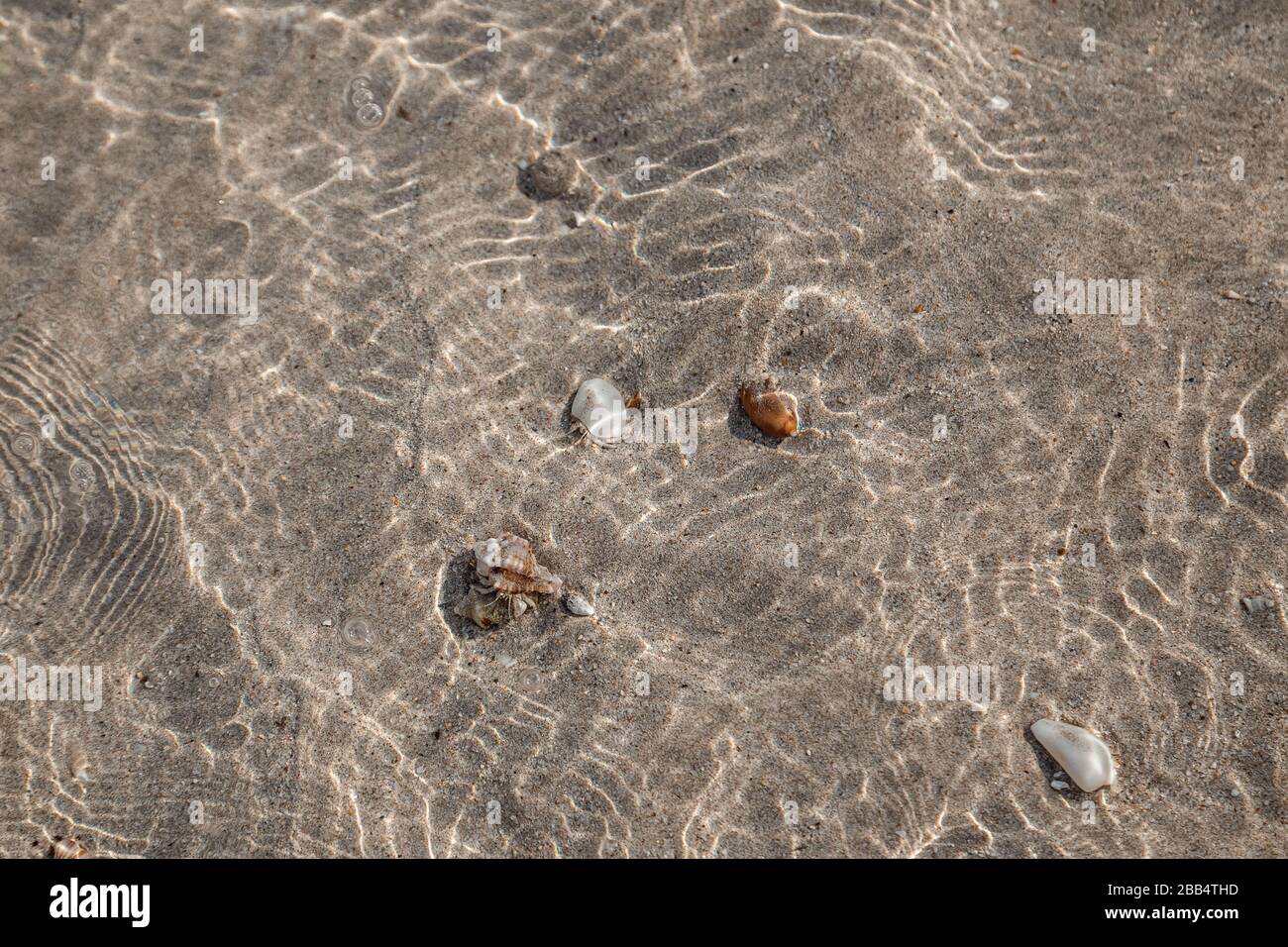 Summer shells hi-res stock photography and images - Alamy