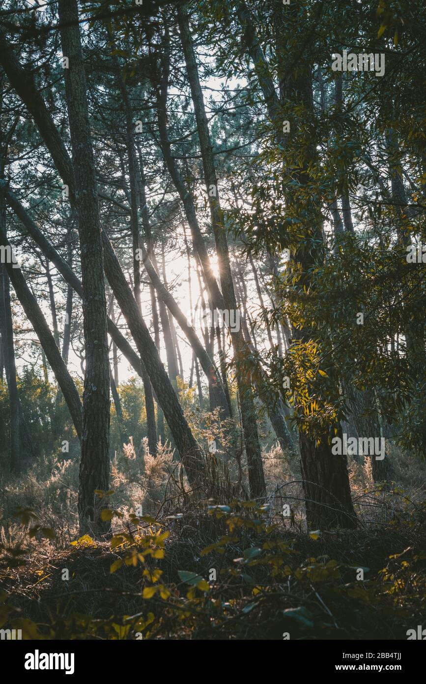 Vertical shot of a forest with green trees - great for a background ...