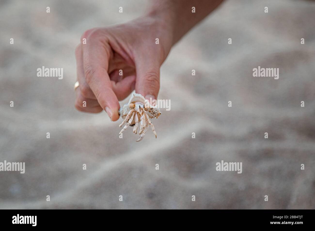 crab in human hand Stock Photo - Alamy