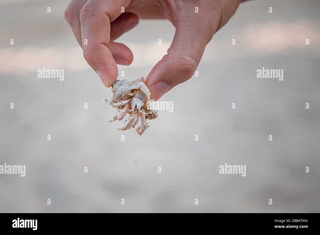 crab in human hand Stock Photo - Alamy