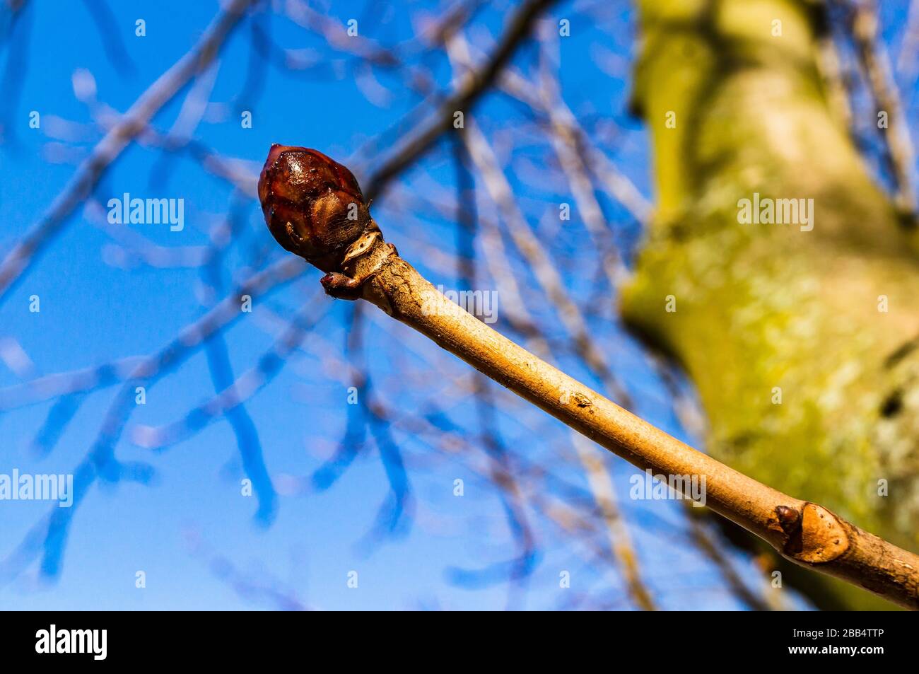 Closeup shot of a tree bud on a branch Stock Photo - Alamy