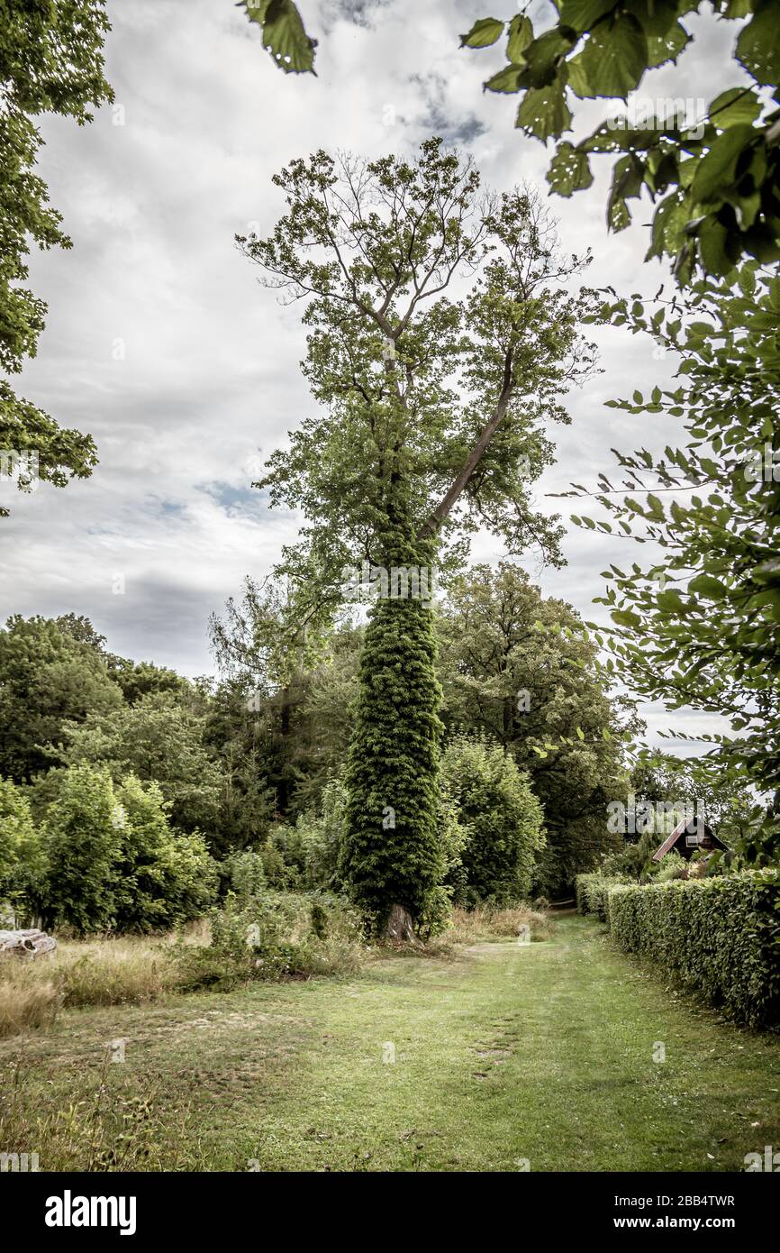 Vertical shot of a tall tree with plants growing around it Stock Photo ...