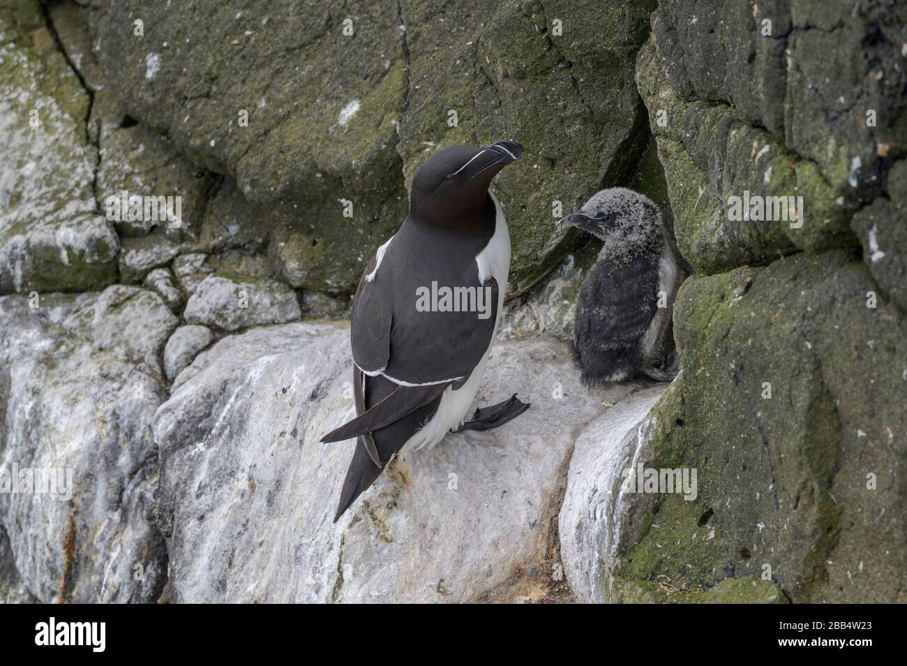 Razorbill (Alca torda) adult and chick. Grimsey Island, Iceland Stock ...
