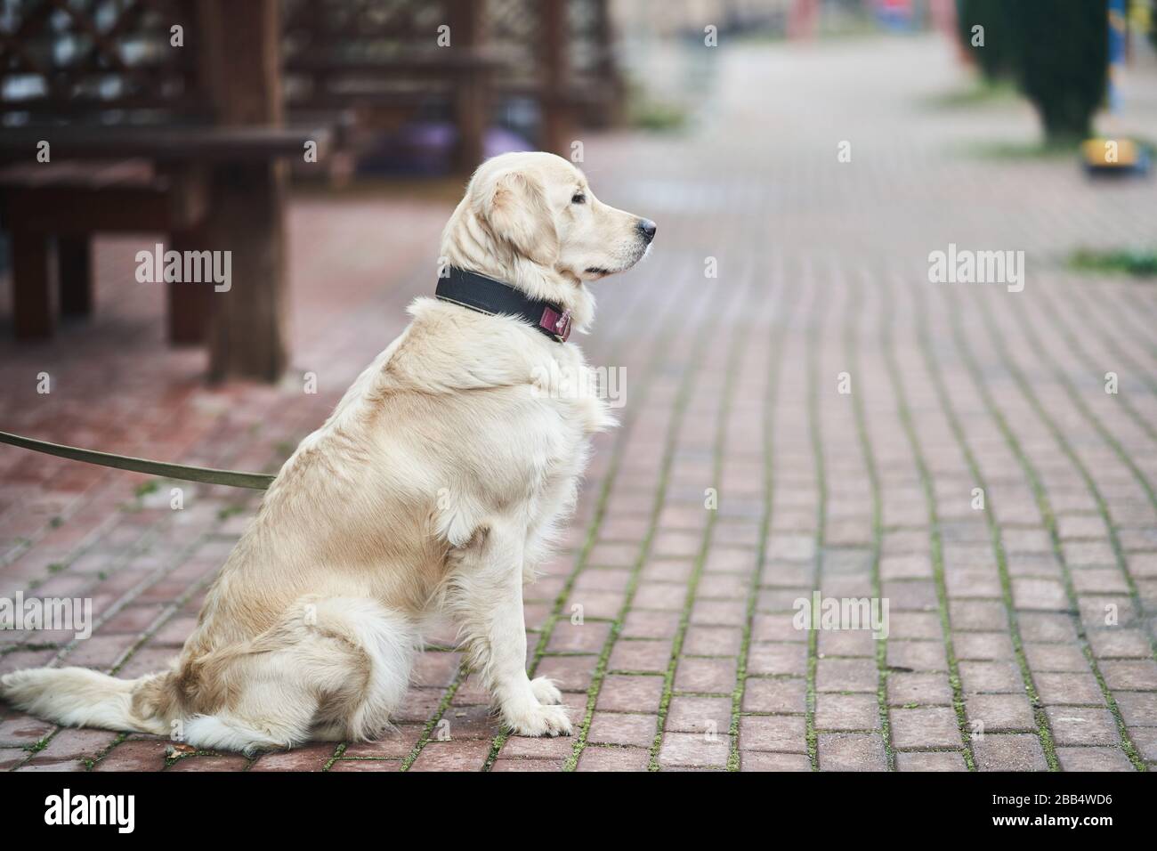 Golden labrador retriever hi-res stock photography and images - Alamy