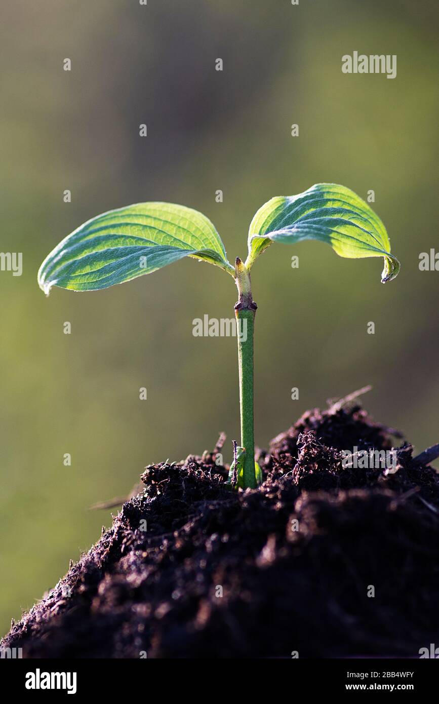 Small Plant growing out of earth Stock Photo - Alamy