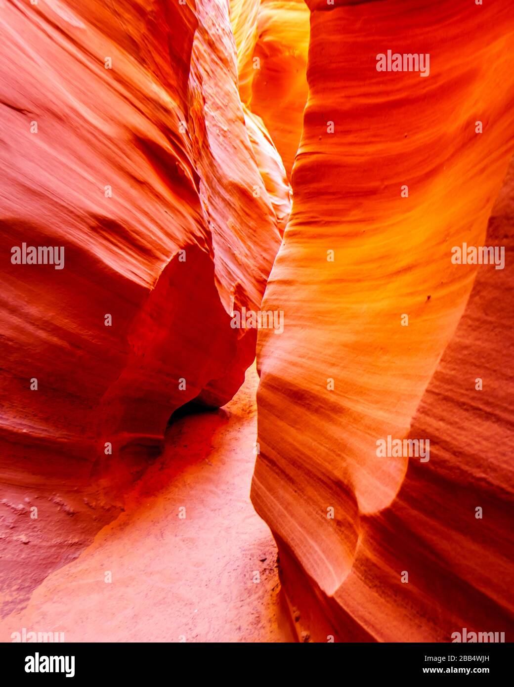 The smooth curved Red Navajo Sandstone walls of Rattlesnake Canyon, one ...
