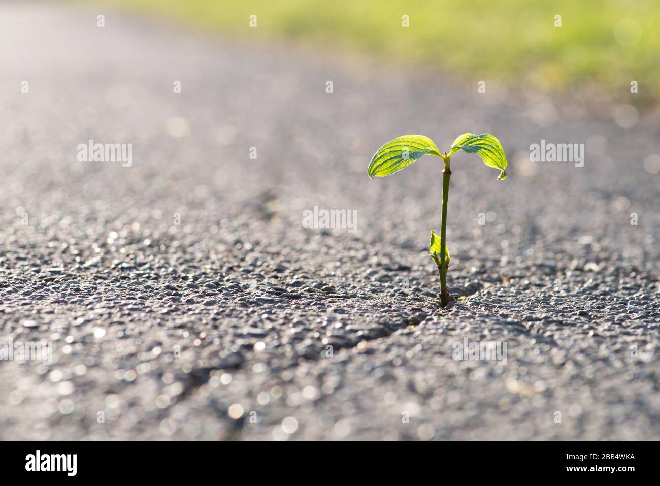 Tar plant hi-res stock photography and images - Alamy