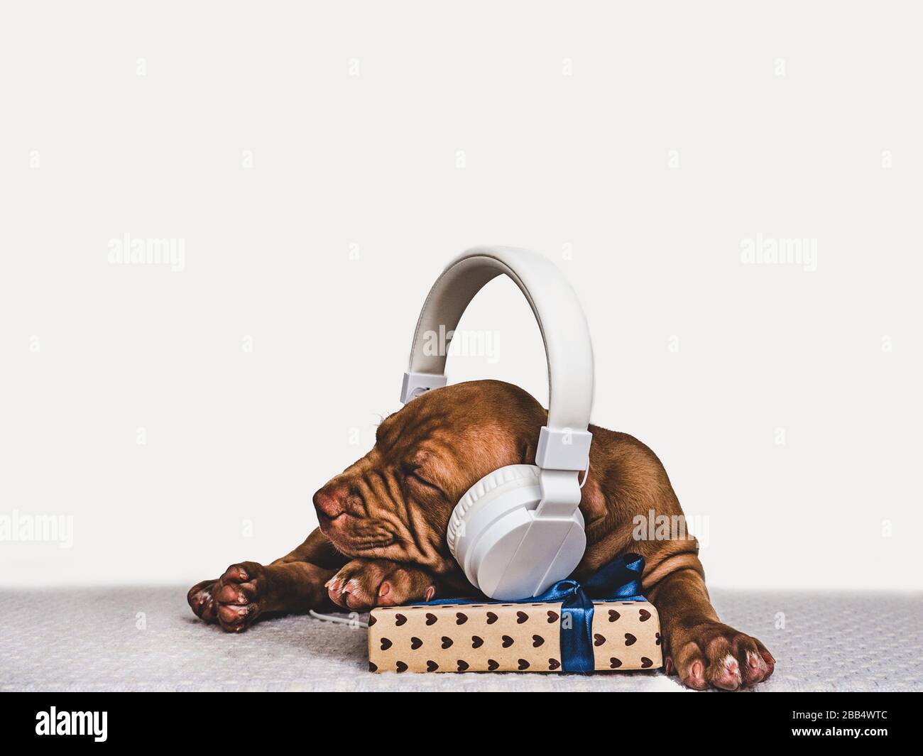 Pretty puppy of chocolate color listening to music Stock Photo - Alamy