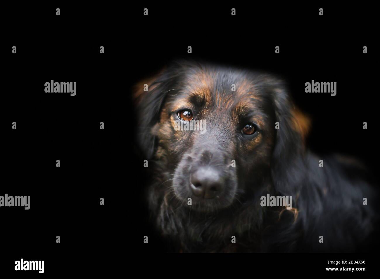 Cute scruffy mix breed dog portrait on a black background Stock Photo ...